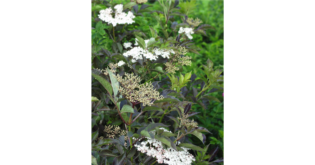 Sambucus nigra Black Beauty, Rotlaubiger Holunder, Schwarzblättriger ...