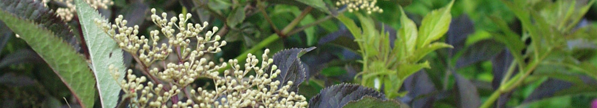 Sambucus nigra Black Beauty, Rotlaubiger Holunder, Schwarzblättriger ...