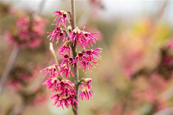 Hamamelis vernalis 'Amethyst', Zaubernuss 'Amethyst' - Park der Gaerten