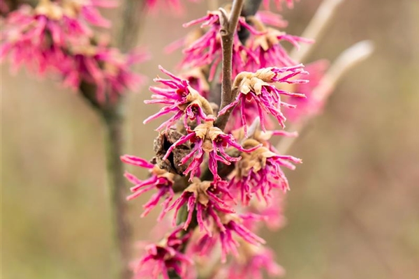 Hamamelis vernalis 'Amethyst', Zaubernuss 'Amethyst' - Park der Gaerten