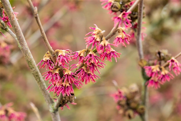 Hamamelis vernalis 'Amethyst', Zaubernuss 'Amethyst' - Park der Gaerten