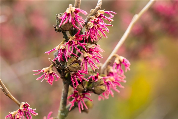 Hamamelis vernalis 'Amethyst', Zaubernuss 'Amethyst' - Park der Gaerten