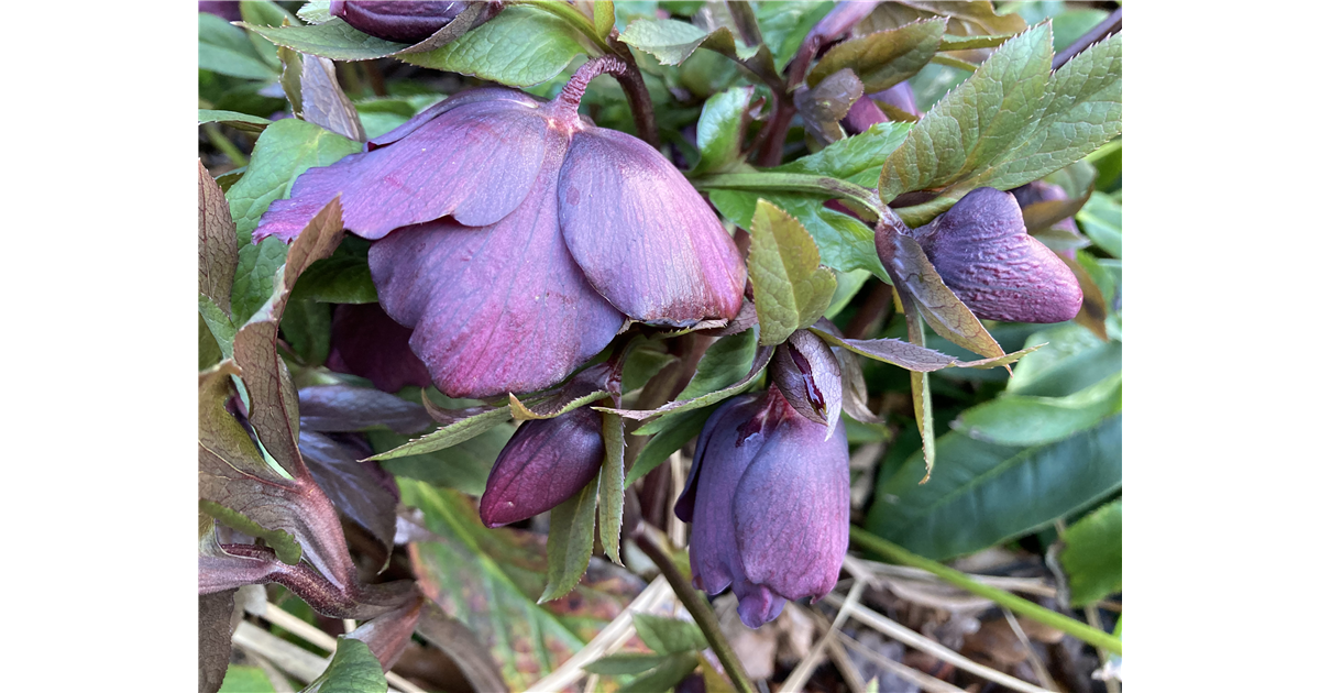 Helleborus Hybride Spring Promise Roxanne, Orientalische Nieswurz ...