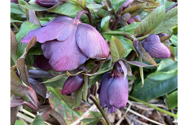 Helleborus Hybride Spring Promise Roxanne, Orientalische Nieswurz ...