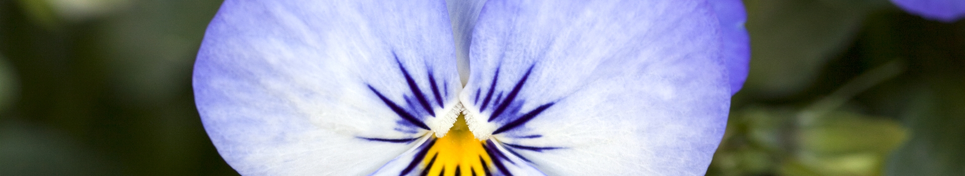 Viola cornuta 'Twix® Blue Ice', Horn-Veilchen 'Twix® Blue Ice' - Park ...