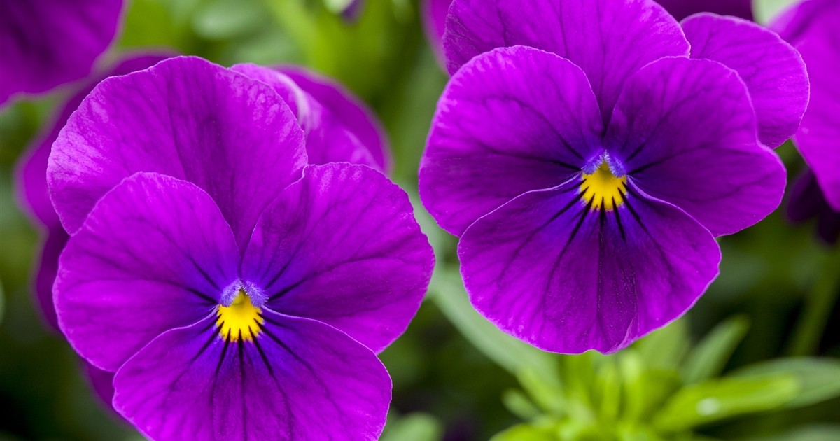 Viola cornuta 'Rocky Bright Purple', Horn-Veilchen 'Rocky Bright Purple ...