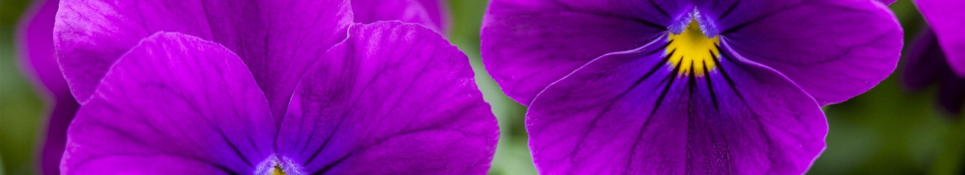 Viola cornuta 'Rocky Bright Purple', Horn-Veilchen 'Rocky Bright Purple ...