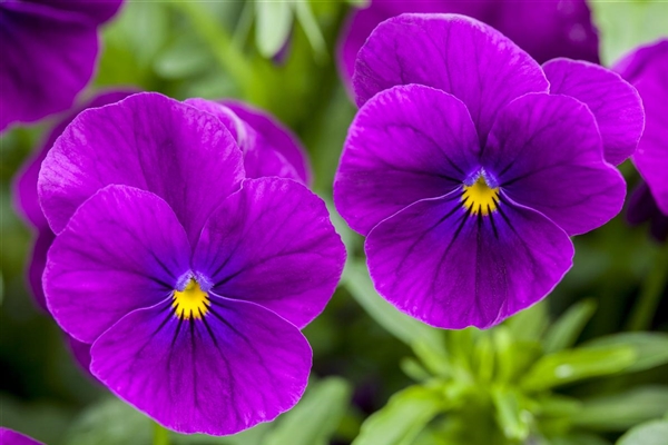 Viola cornuta 'Rocky Bright Purple', Horn-Veilchen 'Rocky Bright Purple ...