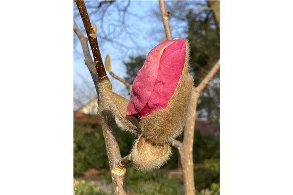 Magnolia Felix Jury, Magnolie, Syn. Magnolia MEGANOLIA - Park der Gaerten