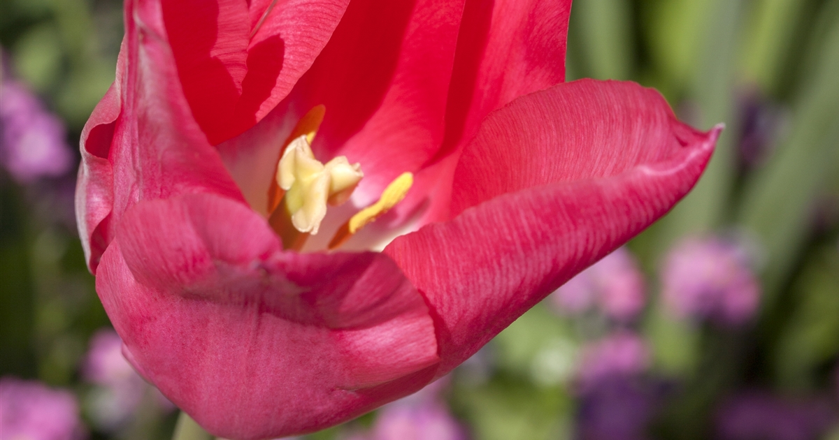Tulipa 'Mariette', Tulpe 'Mariette' - Park der Gaerten