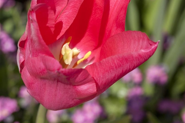 Tulipa 'Mariette', Tulpe 'Mariette' - Park der Gaerten