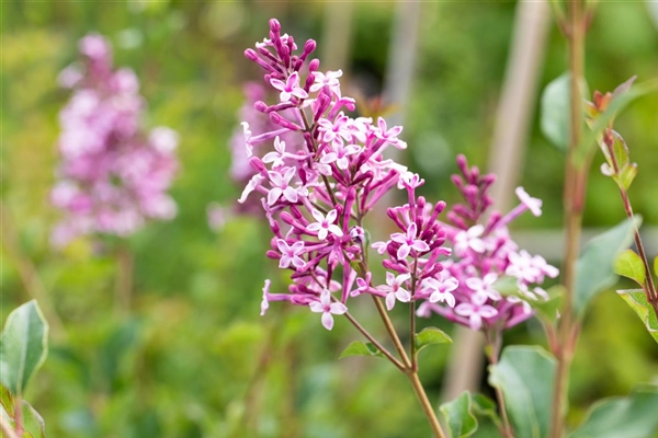 Syringa meyeri 'Red Pixie', Meyer's Flieder 'Red Pixie' - Park der Gaerten