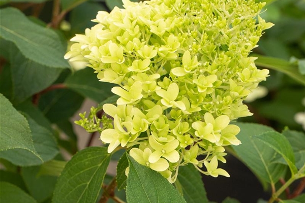 Hydrangea paniculata 'Skyfall', Rispenhortensie 'Skyfall' - Park der ...