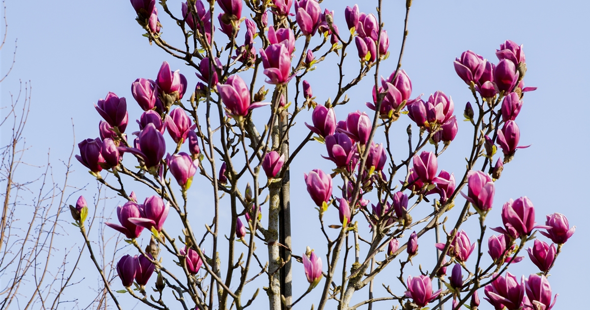 Magnolia 'Cleopatra', Magnolie 'Cleopatra' - Park der Gaerten