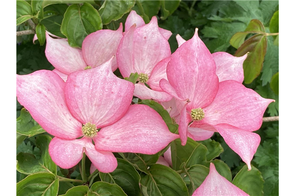 Cornus kousa 'Rosy Teacups', Japanischer Blumen-Hartriegel 'Rosy ...