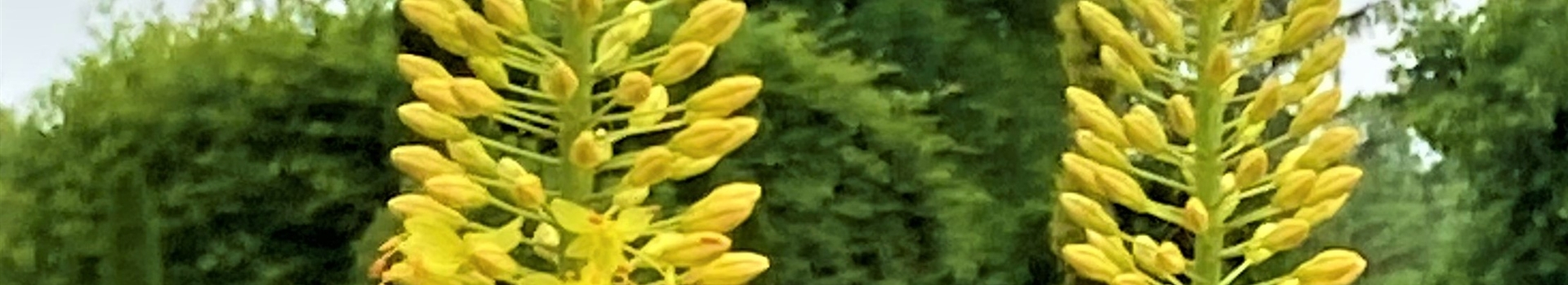 Eremurus x isabellinus 'Tap Dance', Steppenkerze 'Tap Dance' - Park der ...