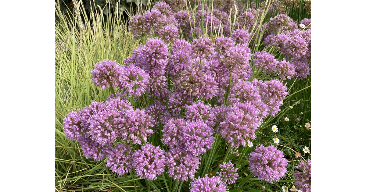 Allium tanguticum 'Summer Beauty', Zierlauch - Park der Gaerten