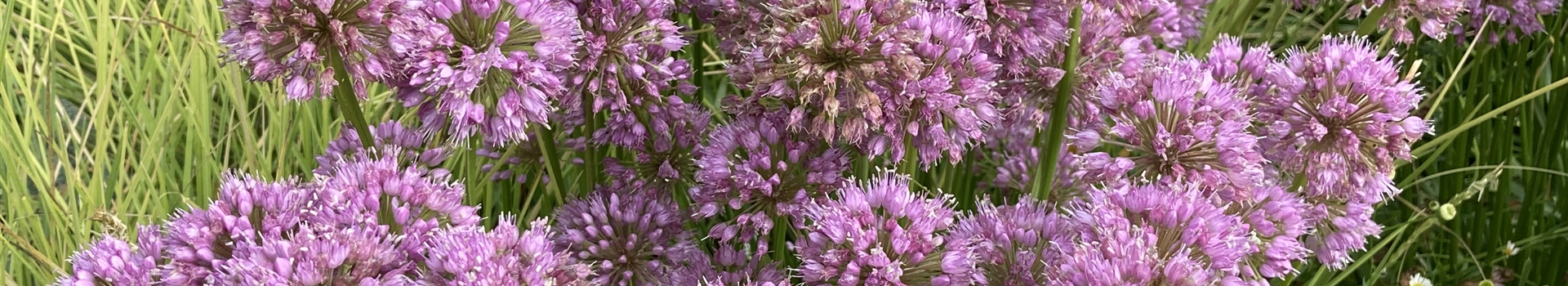 Allium tanguticum 'Summer Beauty', Zierlauch - Park der Gaerten