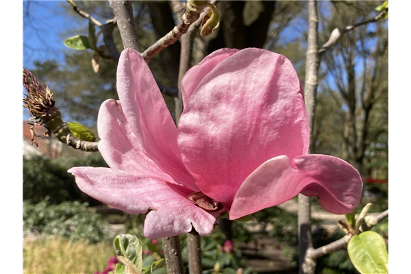 Magnolia Felix Jury, Magnolie, Syn. Magnolia MEGANOLIA - Park der Gaerten