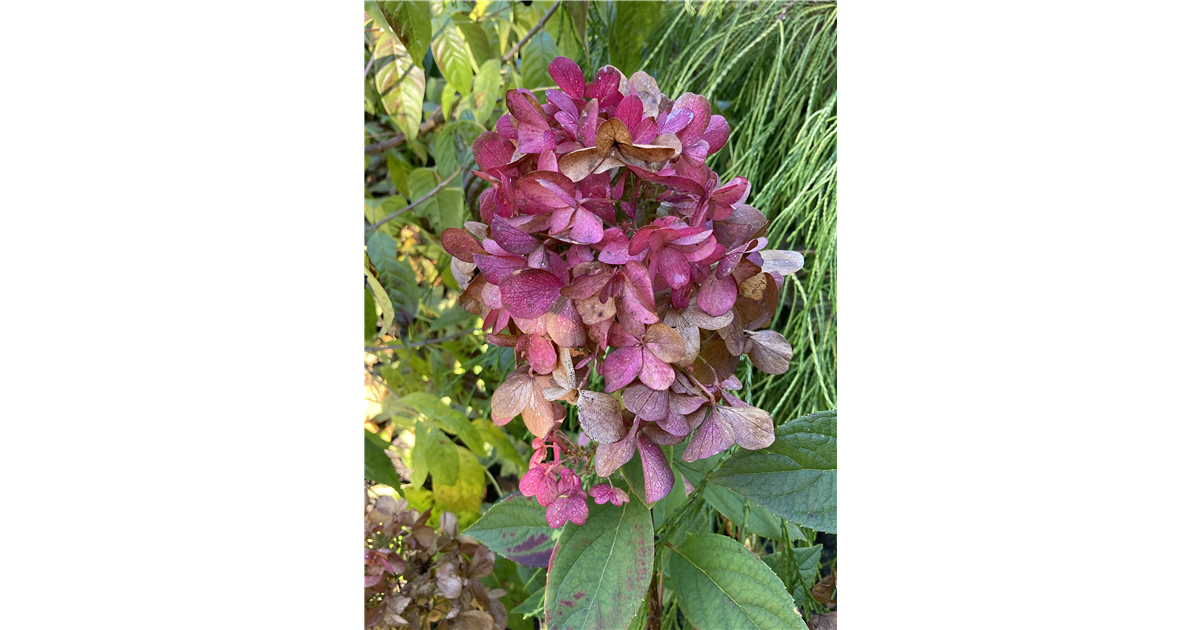Hydrangea paniculata 'Bloody Mary'®, Rispenhortensie 'Bloody Mary ...