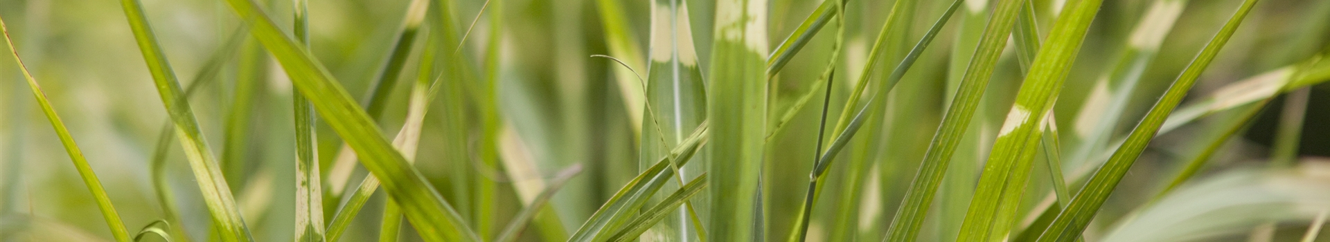 Miscanthus sinensis Gold Bar, Chinaschilf - Park der Gaerten