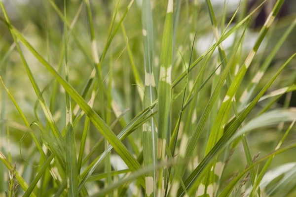 Miscanthus sinensis Gold Bar, Chinaschilf - Park der Gaerten