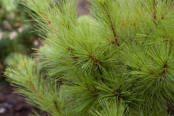 Pinus strobus 'Louie', Weymouth-Kiefer 'Louie', Weymouthskiefer - Park ...