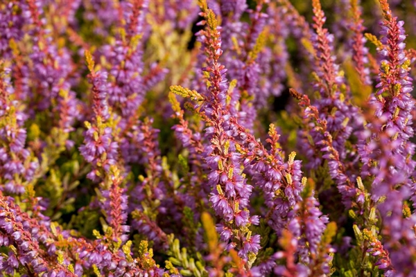 Calluna vulgaris Boskoop, Sommerheide, Besenheide - Park der Gaerten