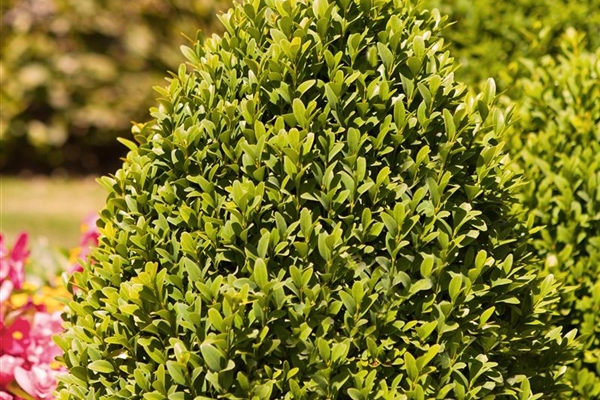 Buxus sempervirens var. arborescens, Buchsbaum - Park der Gaerten