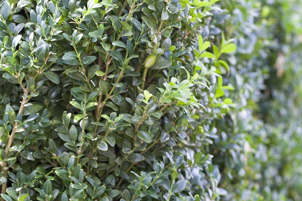 Buxus sempervirens var. arborescens, Buchsbaum - Park der Gaerten