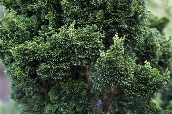 Chamaecyparis obtusa Contorta, Hinoki-Scheinzypresse - Park der Gaerten