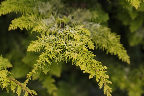 Chamaecyparis obtusa Contorta, Hinoki-Scheinzypresse - Park der Gaerten