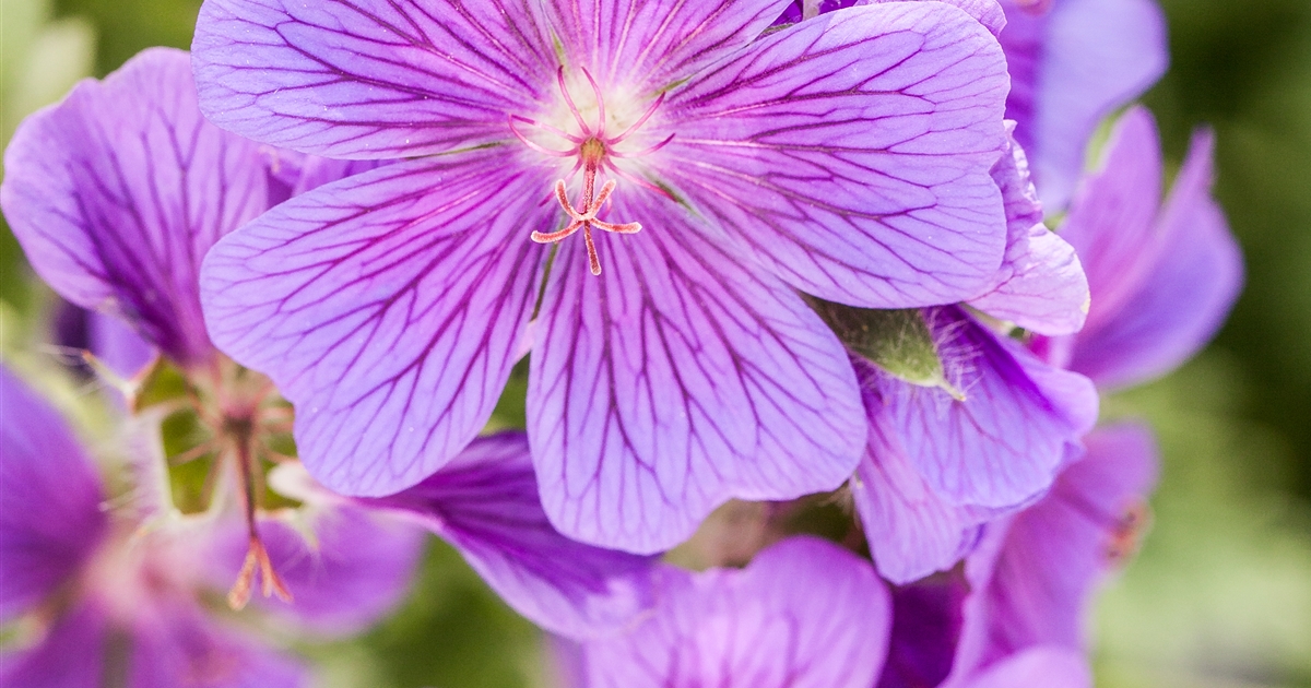 Geranium platypetalum, Storchschnabel - Park der Gaerten