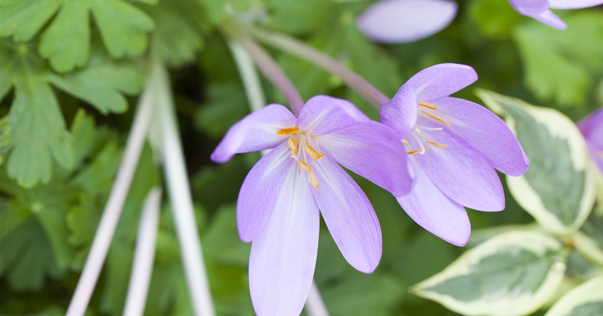Colchicum pannonicum, Herbst-Zeitlose - Park der Gaerten