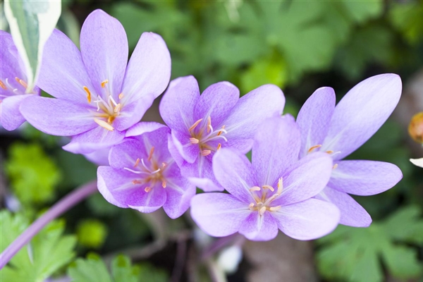 Colchicum pannonicum, Herbst-Zeitlose - Park der Gaerten