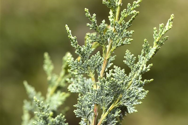 Chamaecyparis lawsoniana Wisselii, Lawsons Scheinzypresse - Park der Gaerten