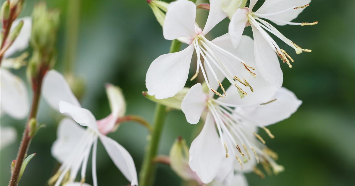 Gaura lindheimeri Gambit White, Präriekerze - Park der Gaerten