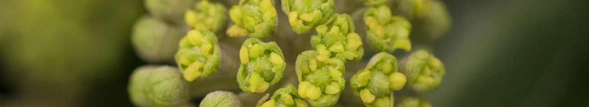 Hedera helix 'Arbori Compact', Strauch-Efeu 'Arbori Compact' - Park der ...