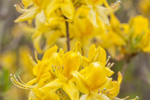 Rhododendron luteum, Pontische Azalee - Park der Gaerten