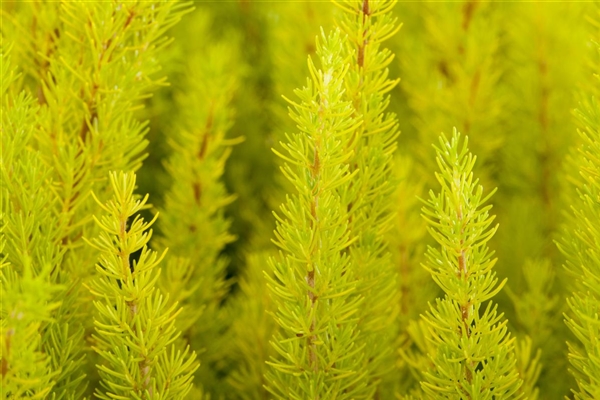Erica arborea Estrella Gold, Baumheide - Park der Gaerten