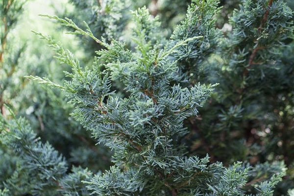 Juniperus chinensis Fairview, Chinesischer Wacholder - Park der Gaerten