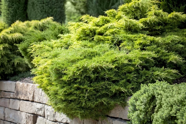 Juniperus chinensis Fairview, Chinesischer Wacholder - Park der Gaerten