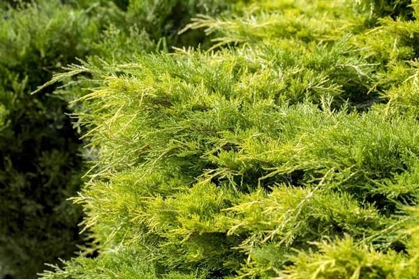 Juniperus chinensis Fairview, Chinesischer Wacholder - Park der Gaerten