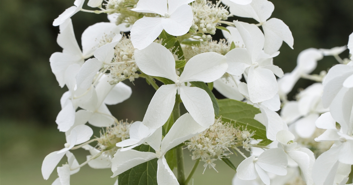 Hydrangea paniculata 'Skyfall', Rispenhortensie 'Skyfall' - Park der ...