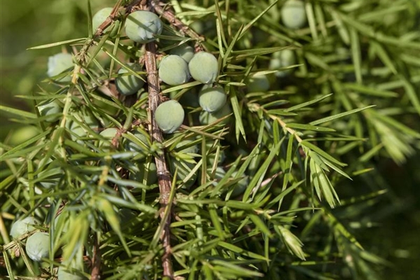 Juniperus communis Oblonga Pendula, Gewöhnlicher Wacholder - Park der ...