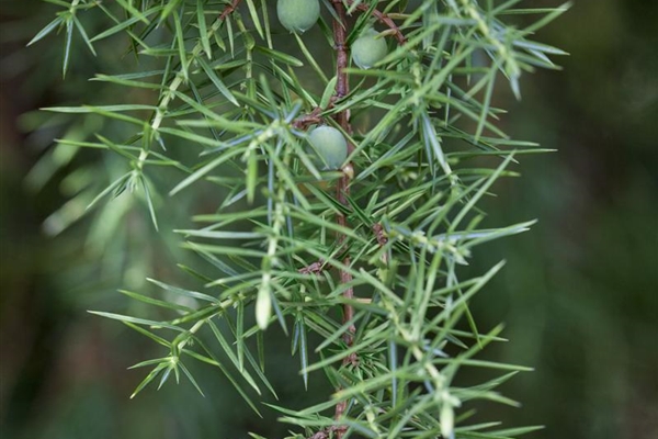 Juniperus communis Oblonga Pendula, Gewöhnlicher Wacholder - Park der ...