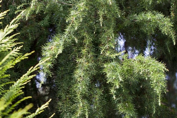 Juniperus communis Oblonga Pendula, Gewöhnlicher Wacholder - Park der ...