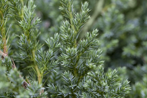 Juniperus x media Hetzii, Wacholder - Park der Gaerten