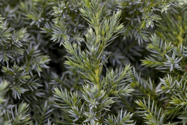 Juniperus x media Golden Saucer, Wacholder - Park der Gaerten