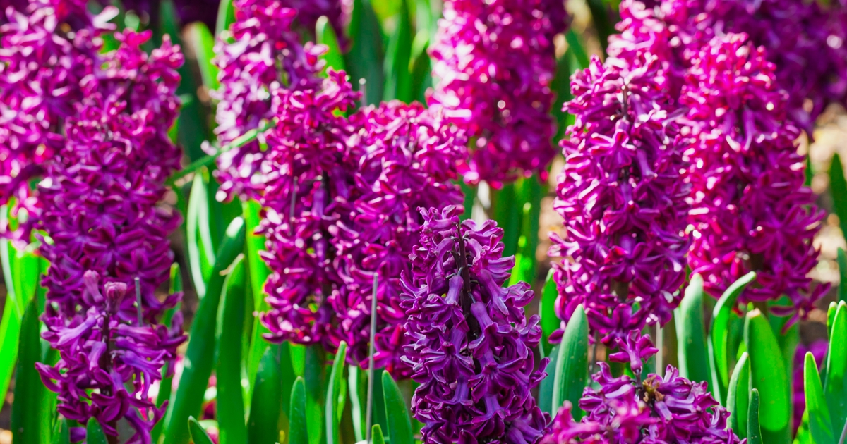Hyacinthus orientalis 'Blue Jacket', Hyazinthe - Park der Gaerten